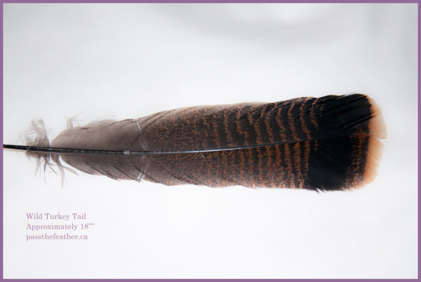 feathers – Pass The Feather