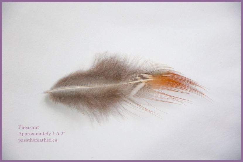 feathers – Pass The Feather