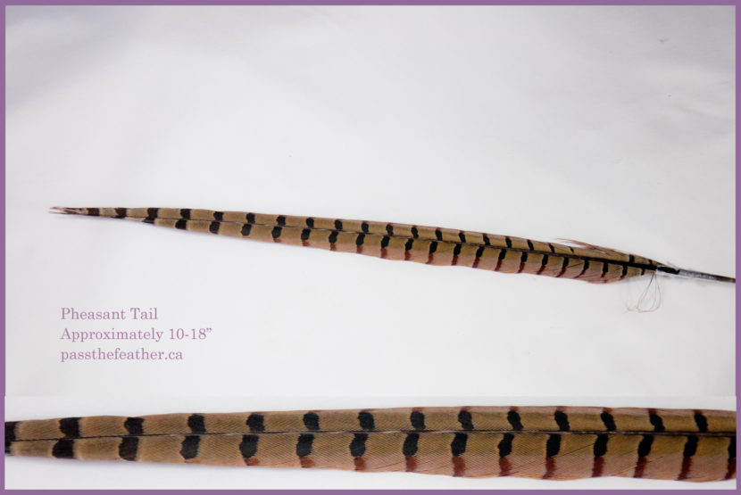 feathers – Pass The Feather