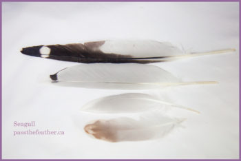 feathers – Pass The Feather