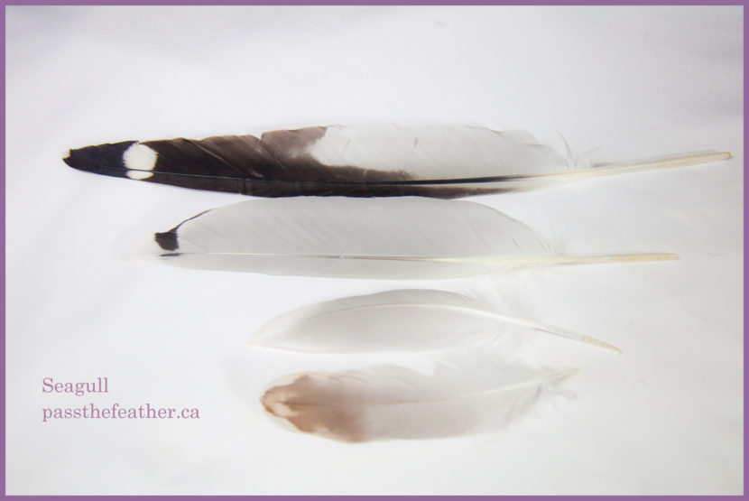 feathers – Pass The Feather