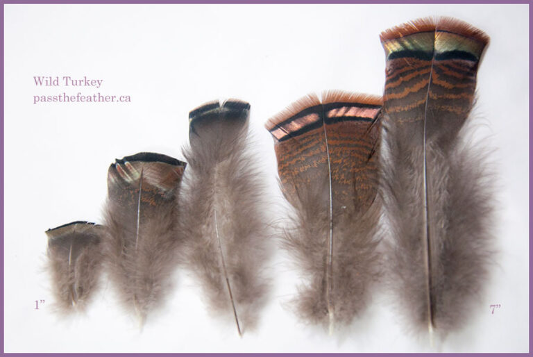 feathers – Pass The Feather